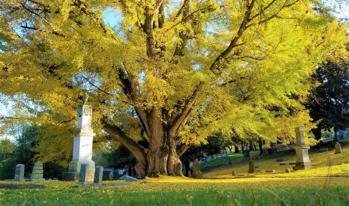 Cave Hill Cemetery - Image Gallery